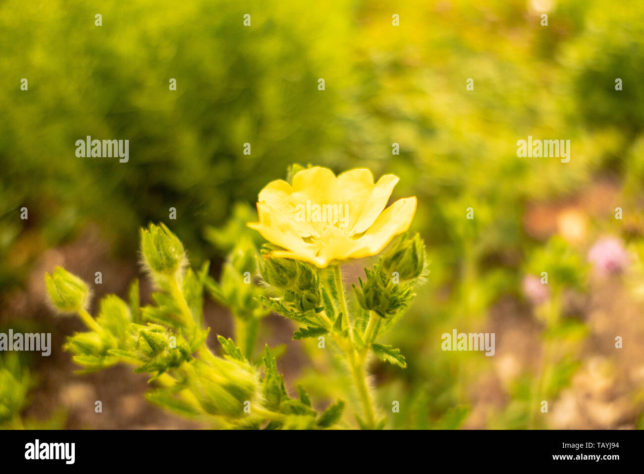 Russia native plants hi-res stock photography and images - Alamy