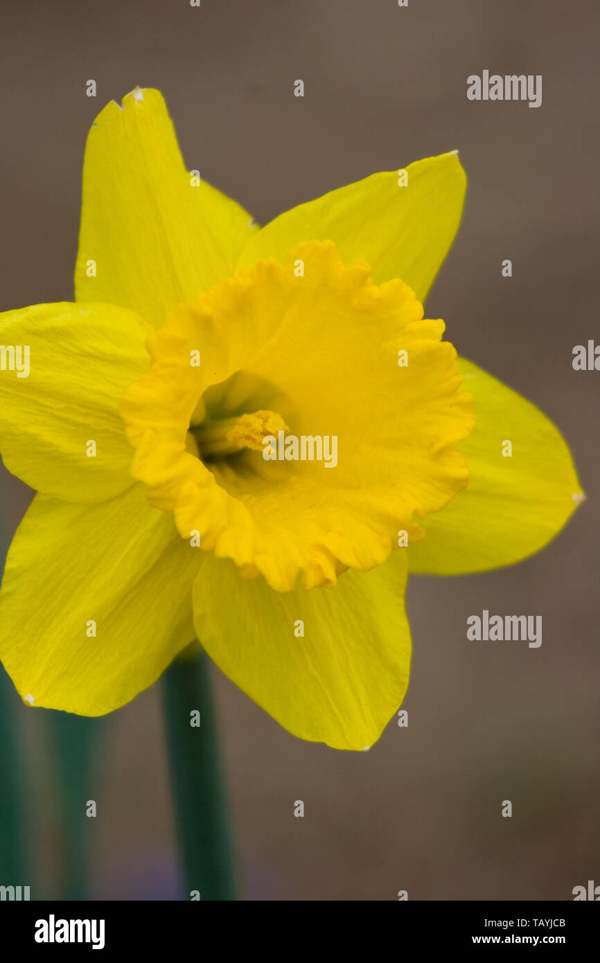 Daffodil close up Stock Photo - Alamy