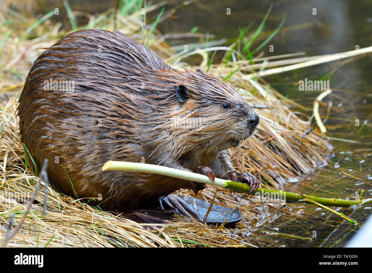 An adult beaver "Castor canadensis", holding his freshly peeled stick ...