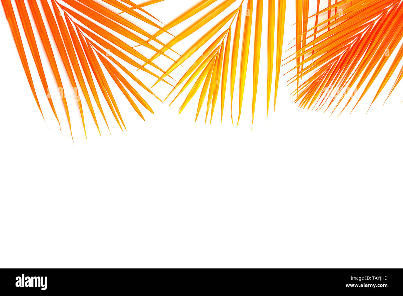 Tropical orange coral color palm leaves on white background Stock Photo ...