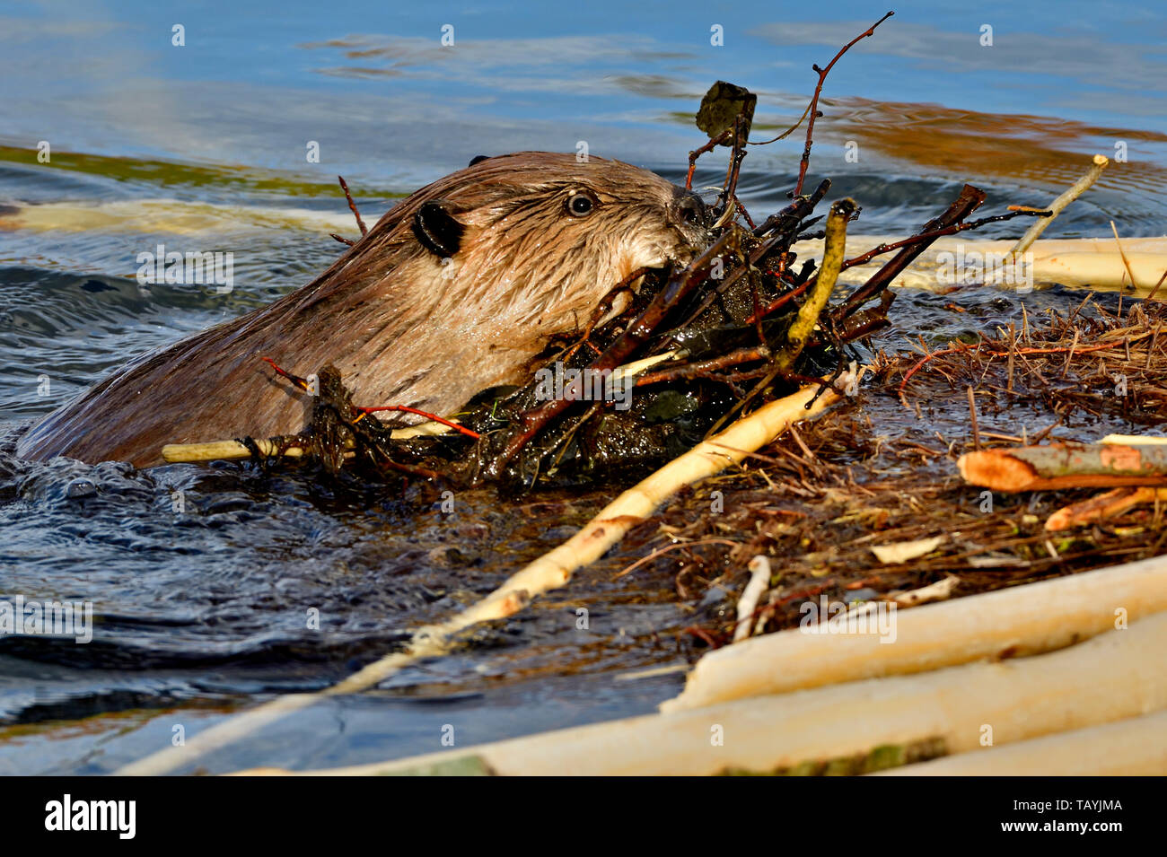 An adult beaver "Castor canadensis", carrying a load of mud and ...