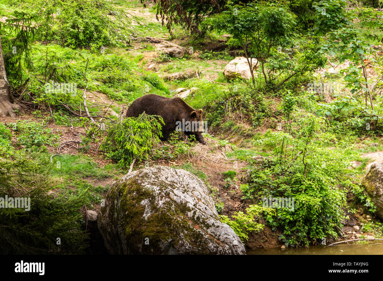 Grizzly brown bear den hi-res stock photography and images - Alamy