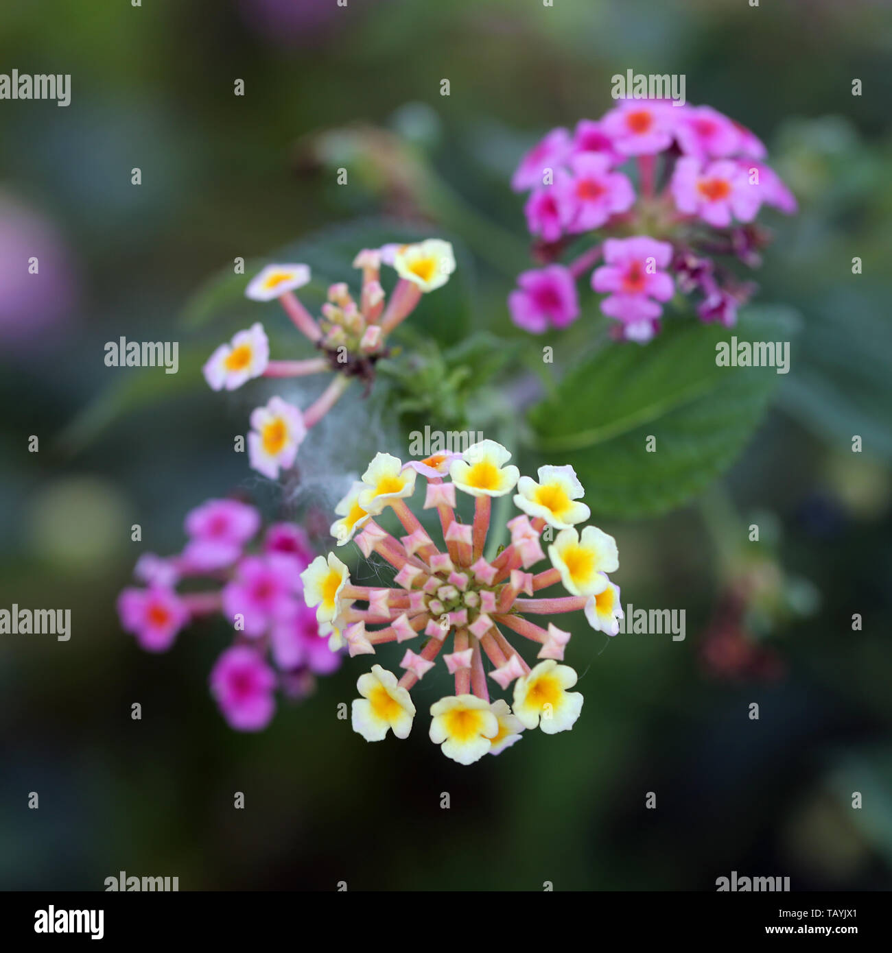Cute little yellow and purple lantana flowers with a lot of green ...