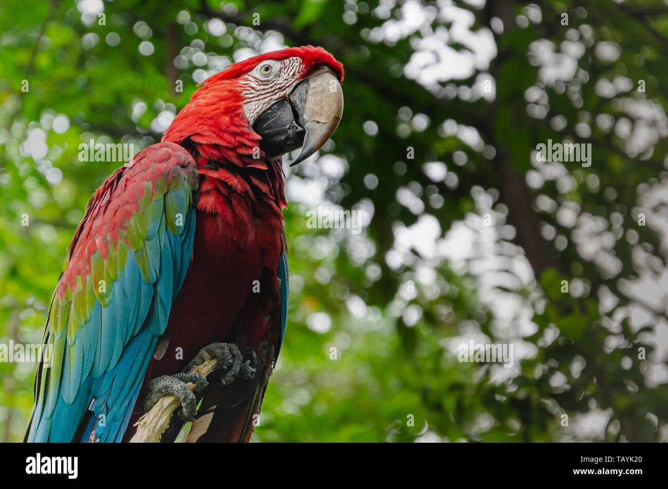 Close-up of a colorful parrot in the jungle.Guayaquil, Ecuador Stock ...