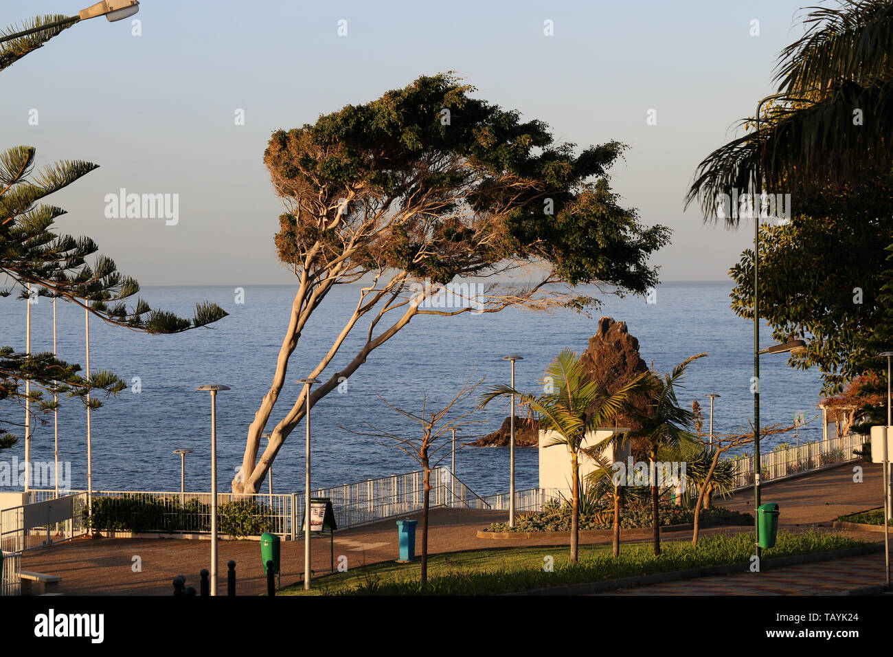 Unique shaped beautiful tree located by the beach in the island of ...