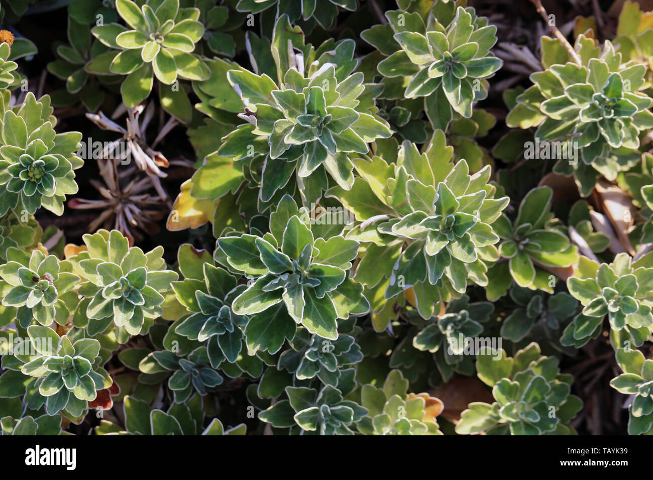 Surface of multiple beautiful green cacti plants photographed during a ...