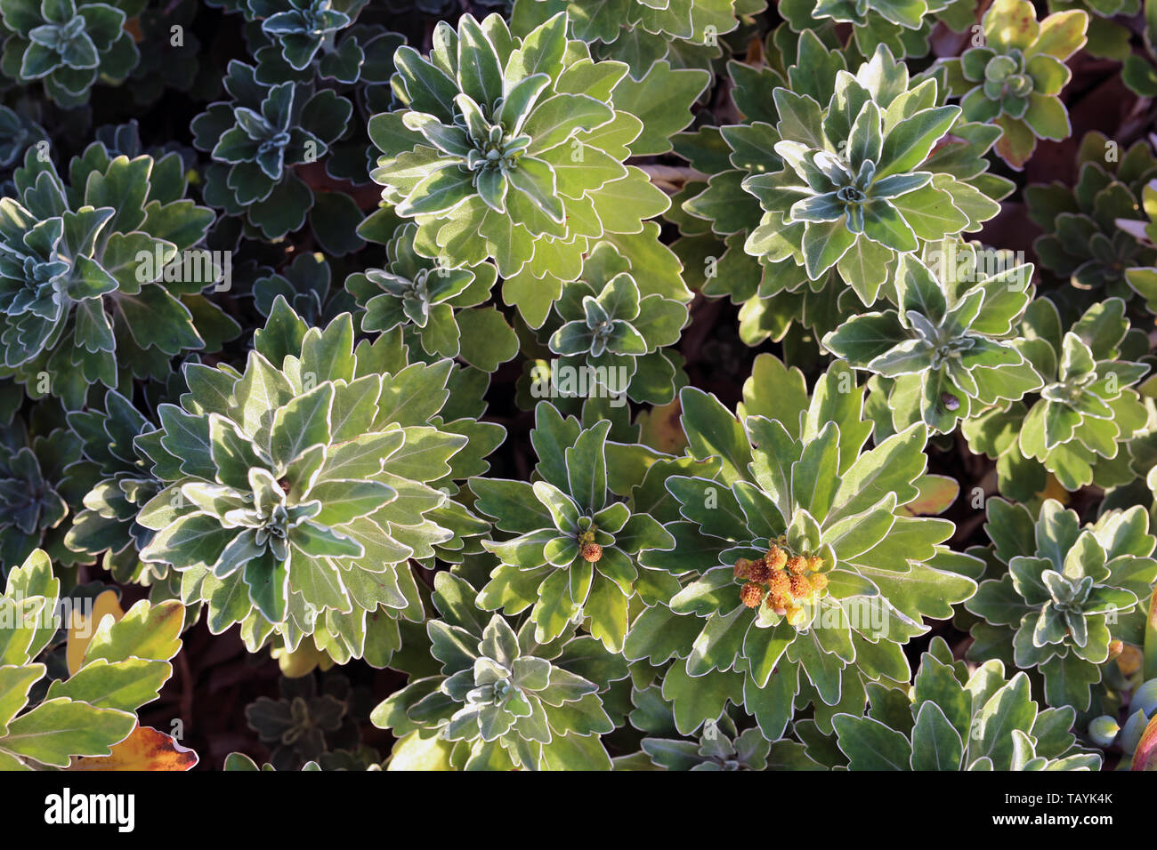 Surface of multiple beautiful green cacti plants photographed during a ...