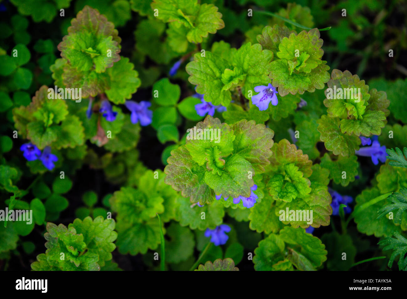 Blue spring flowers on a blurred background Stock Photo - Alamy