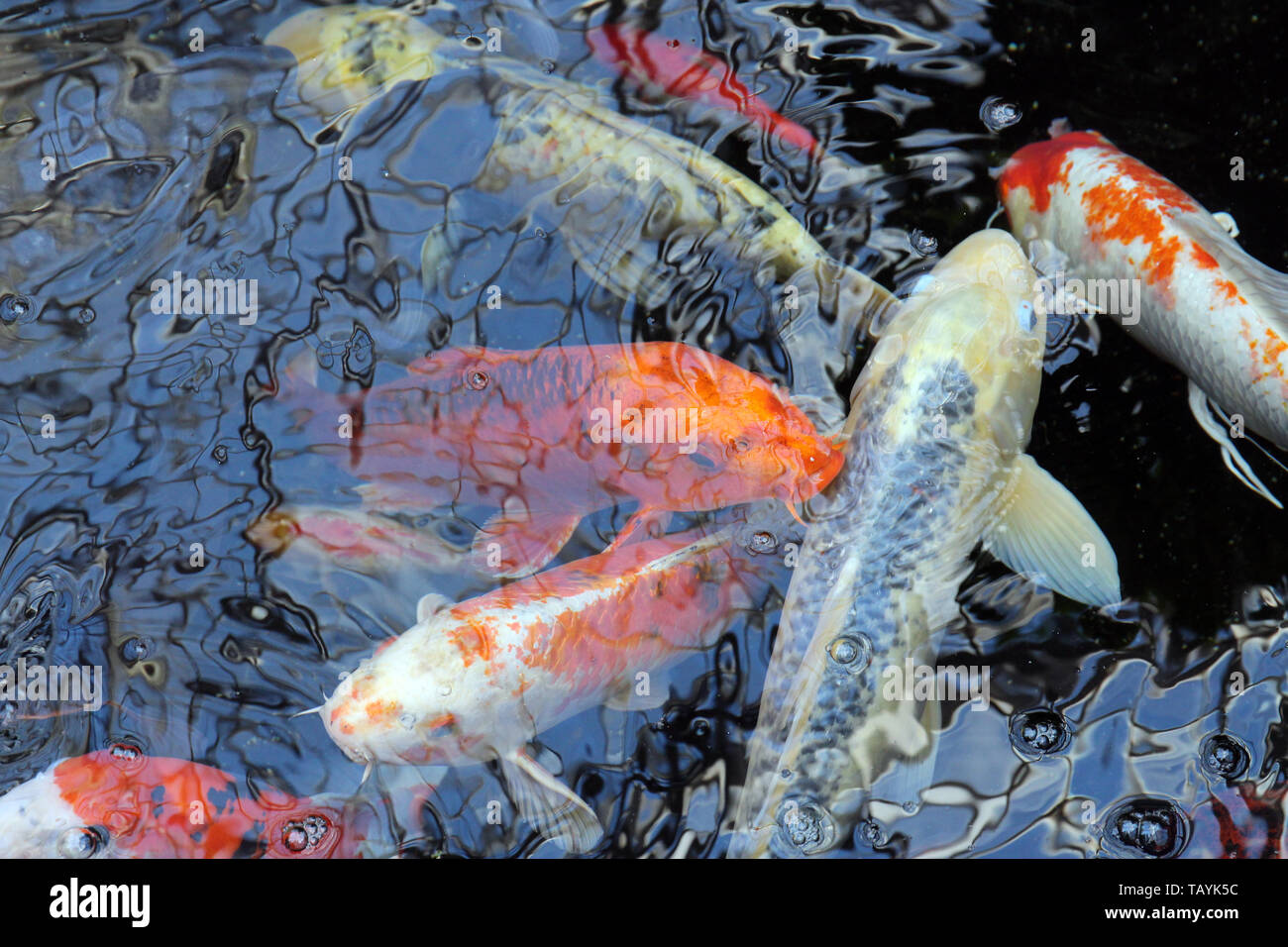 Koi in a pond hi-res stock photography and images - Alamy