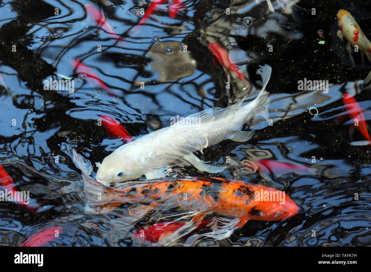 Large Koi fish swimming in a pond Stock Photo - Alamy