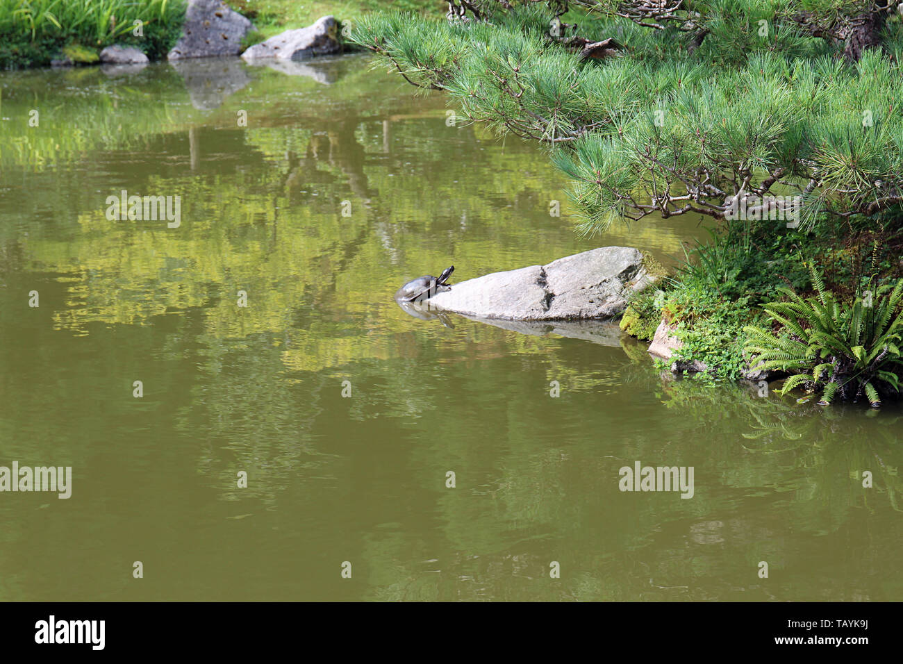 Turtle climbing tree hi-res stock photography and images - Alamy