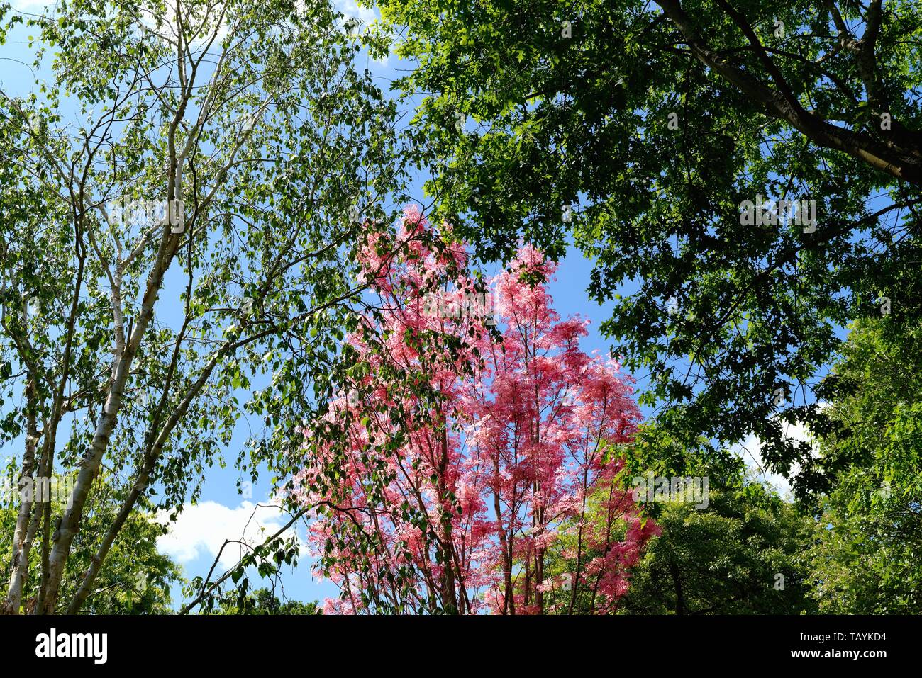 The bright pink foliage of the Toona sinensis tree growing amongst ...