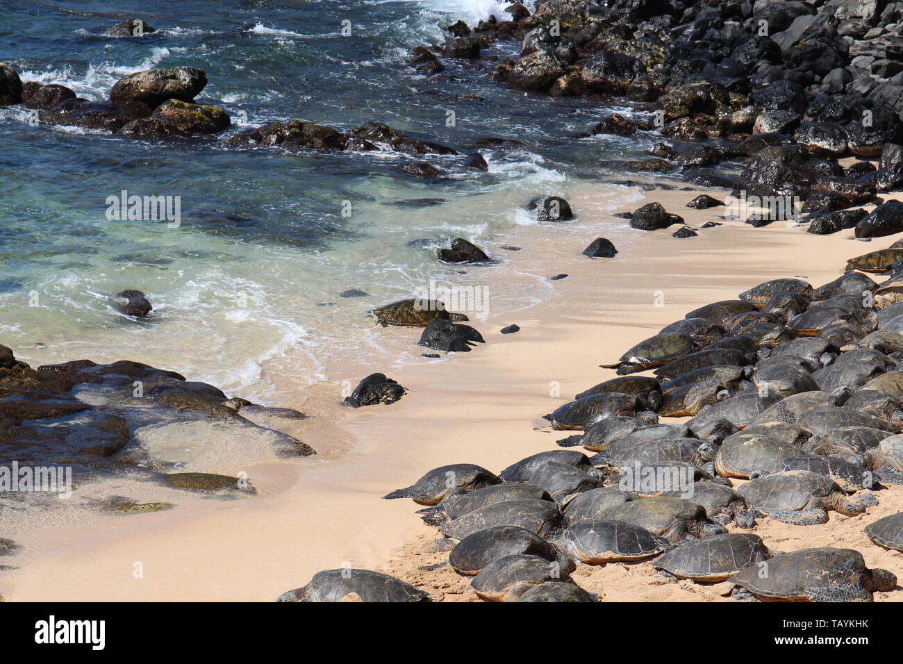 Over 50 endangered Green Sea Turtles lying in the sand, on the ...