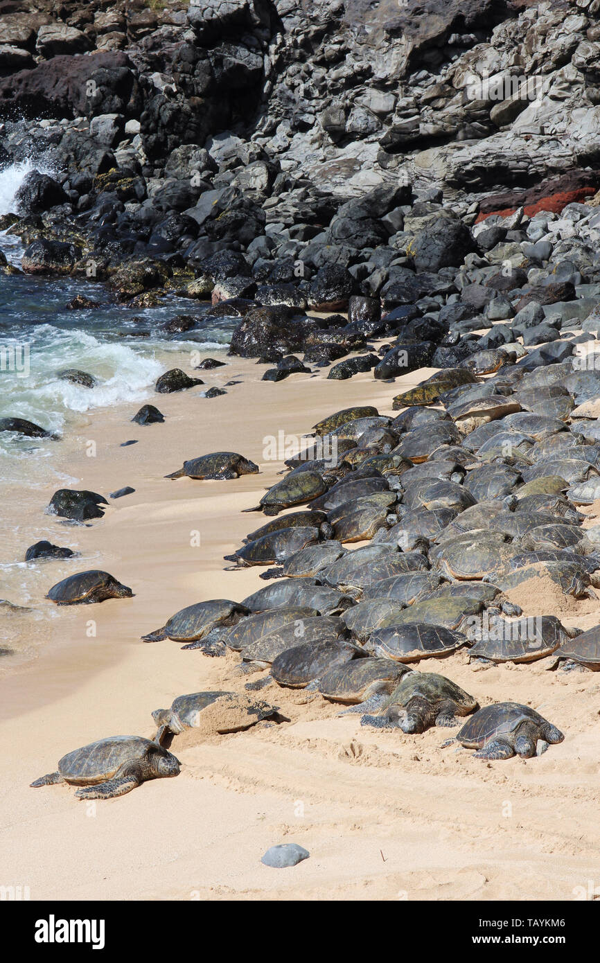 Two sea turtles hi-res stock photography and images - Alamy