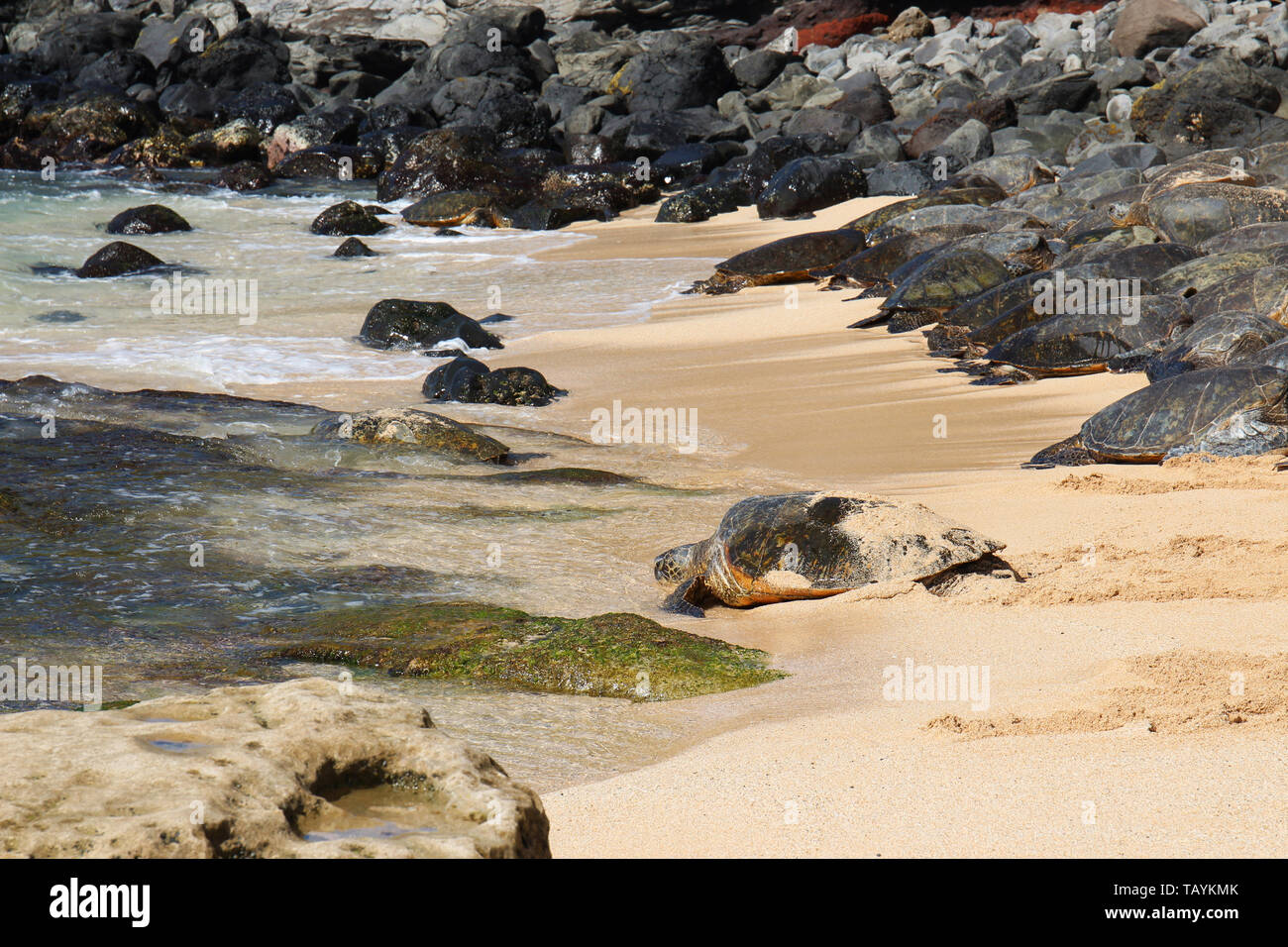Close up of a Sea Turtle crawling into the Pacific Ocean with 30 sea ...