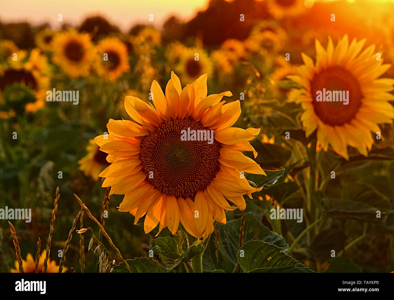 sunset over a sunflower field with blooming sunflowers Stock Photo - Alamy