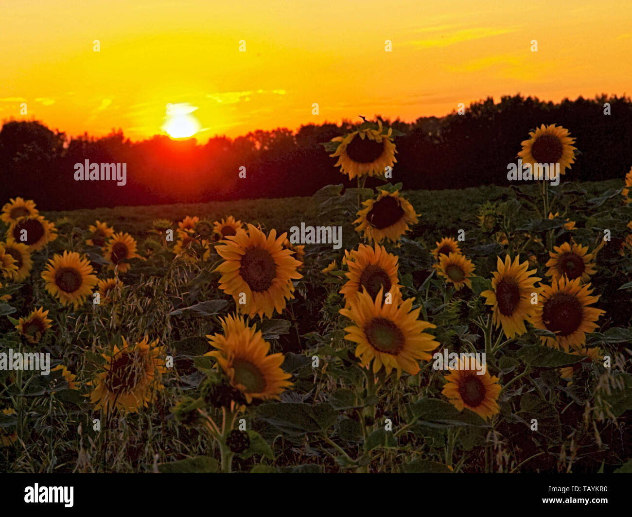sunset over a sunflower field with blooming sunflowers Stock Photo - Alamy