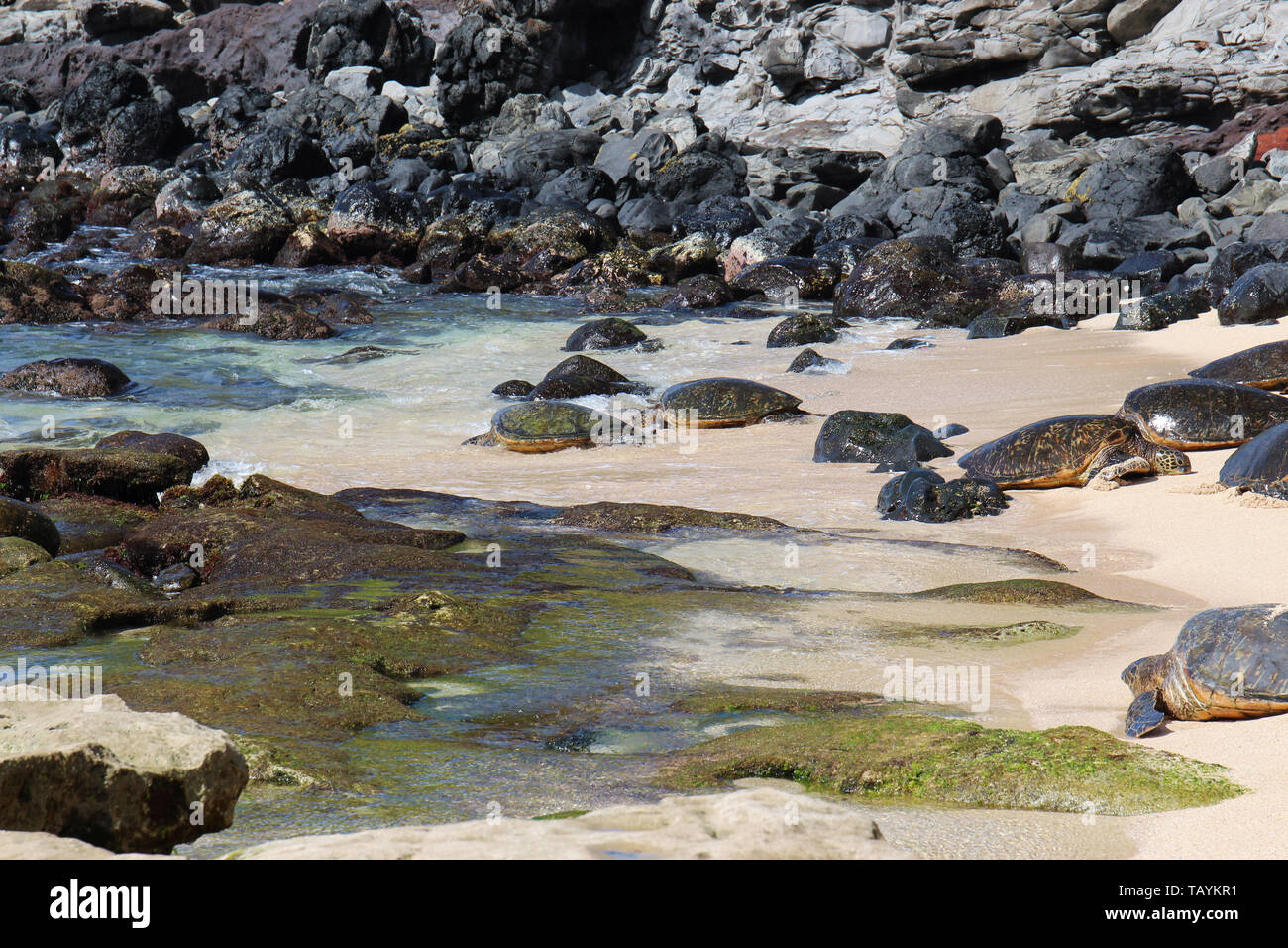 Three Green Sea Turtles making their way to the Pacific Ocean with four ...