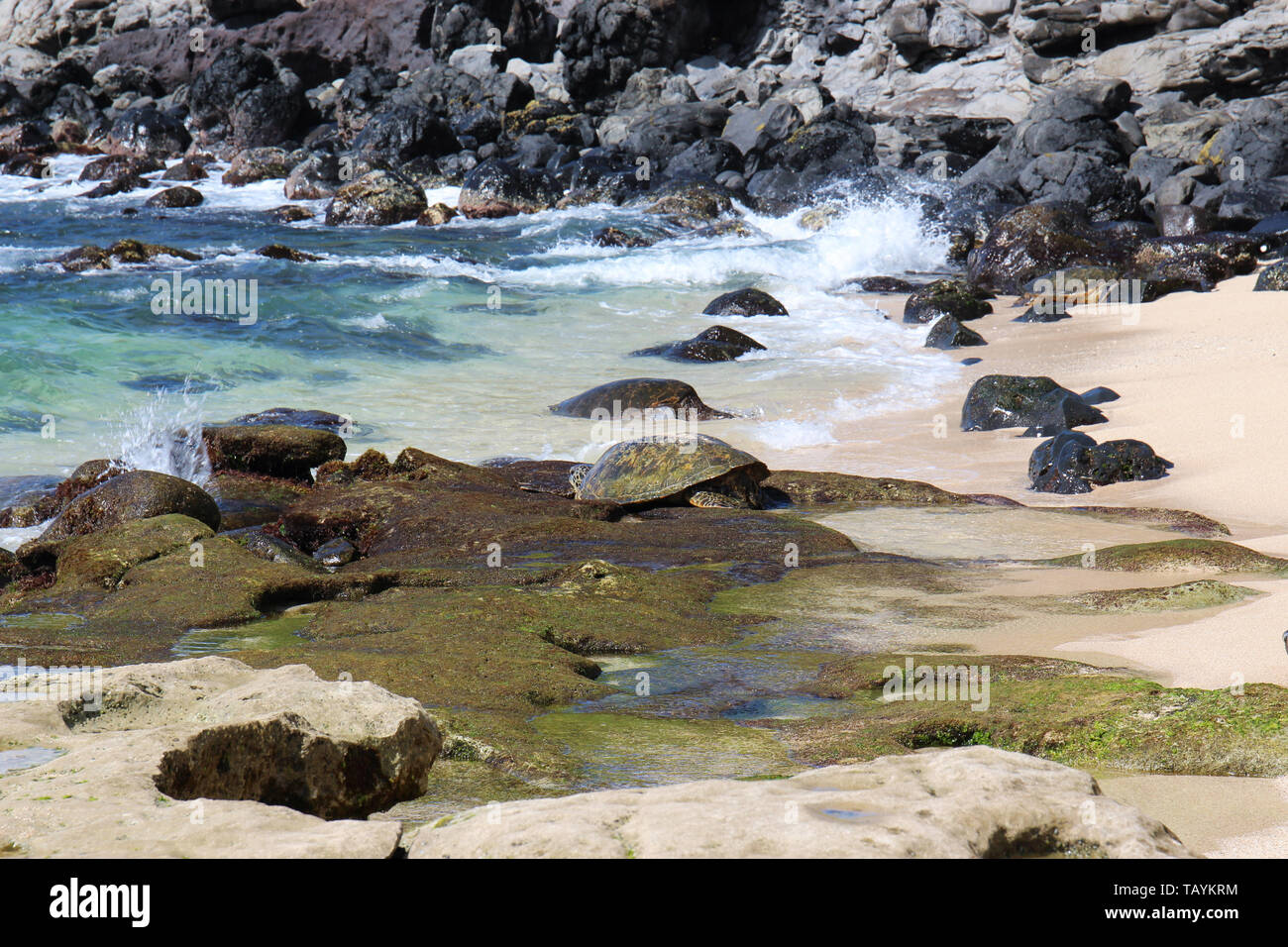 A Green Sea Turtle crawling over rocks to get into the Pacific Ocean ...