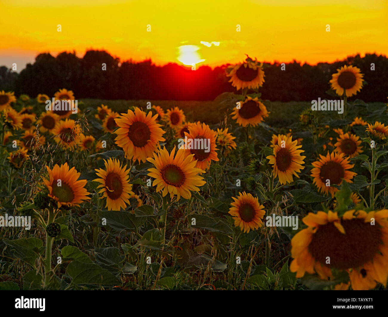 sunset over a sunflower field with blooming sunflowers Stock Photo - Alamy