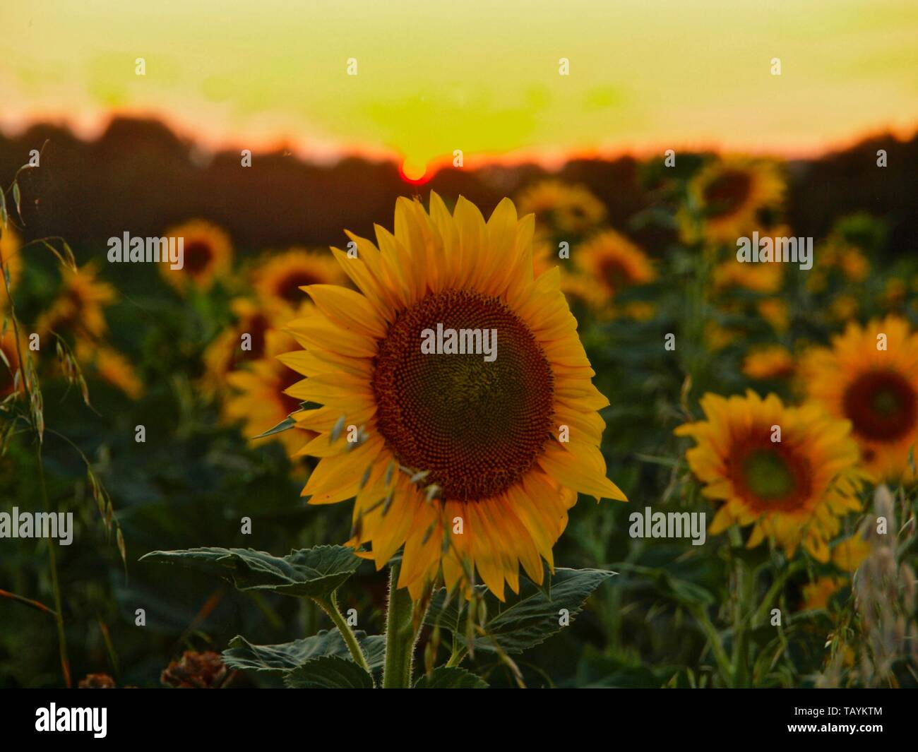 sunset over a sunflower field with blooming sunflowers Stock Photo - Alamy
