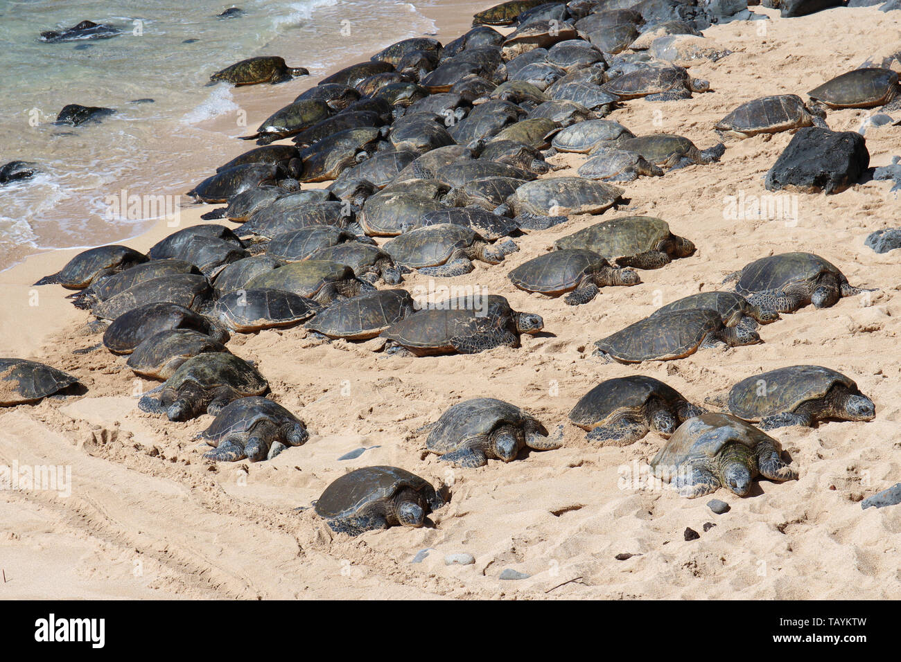 Green sea turtles algae hi-res stock photography and images - Alamy