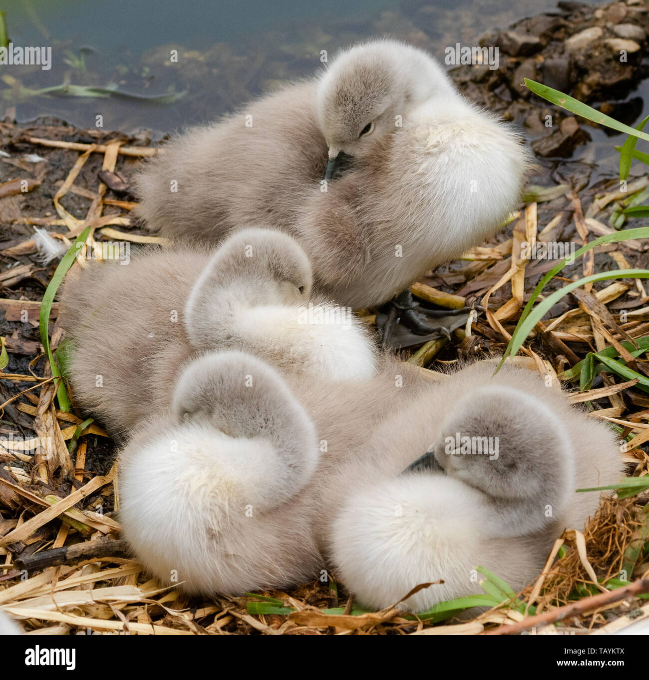 Cygnets at nest hi-res stock photography and images - Alamy