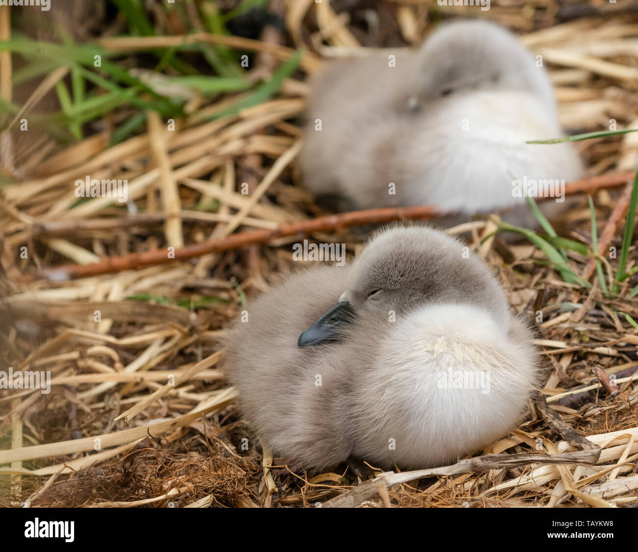 Cygnets in nest hi-res stock photography and images - Alamy