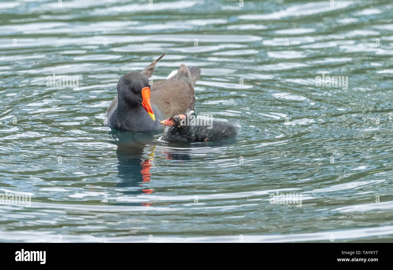 a moorhen (UK) with her chicks Stock Photo - Alamy