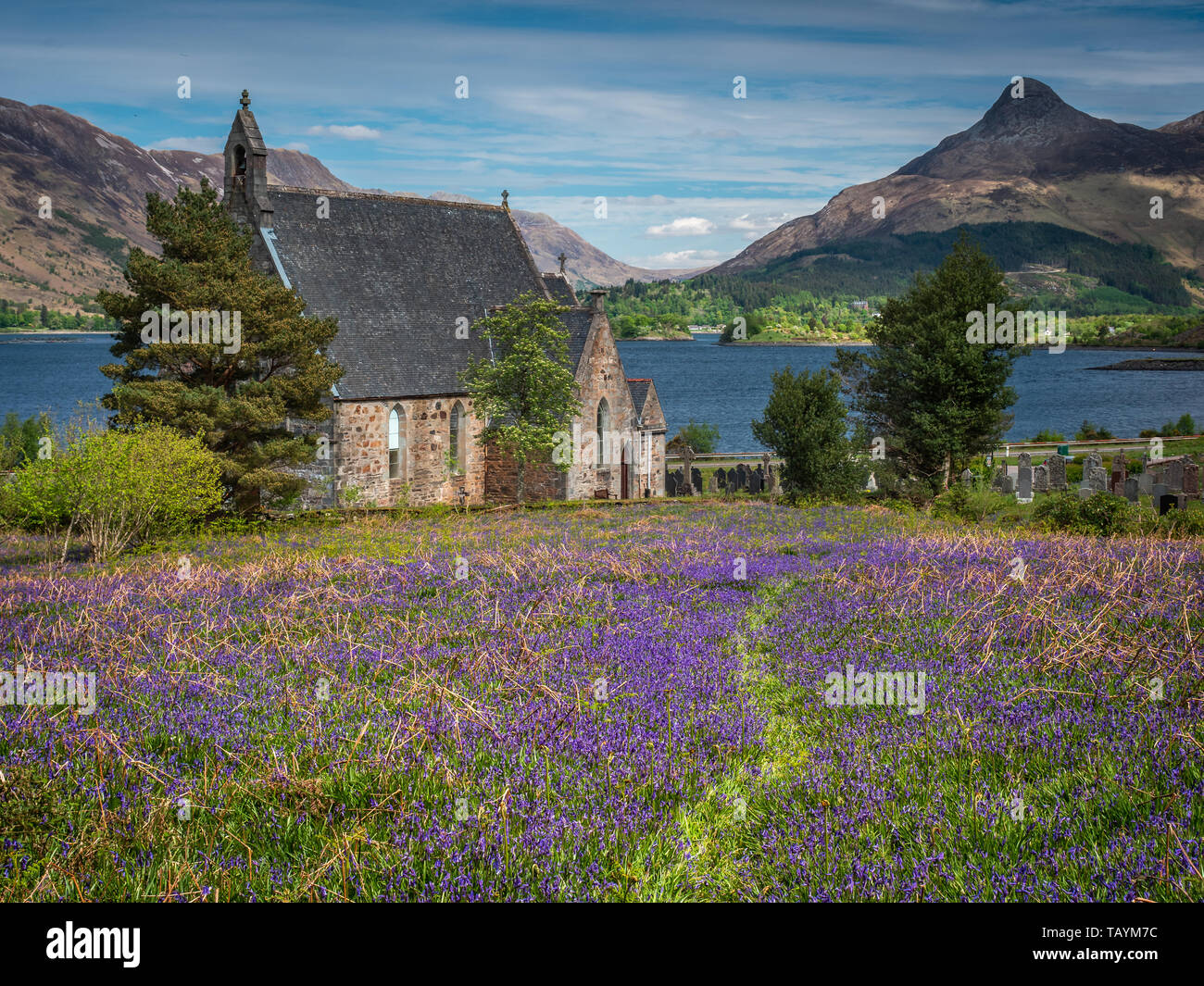 Scottish bluebell hi-res stock photography and images - Alamy