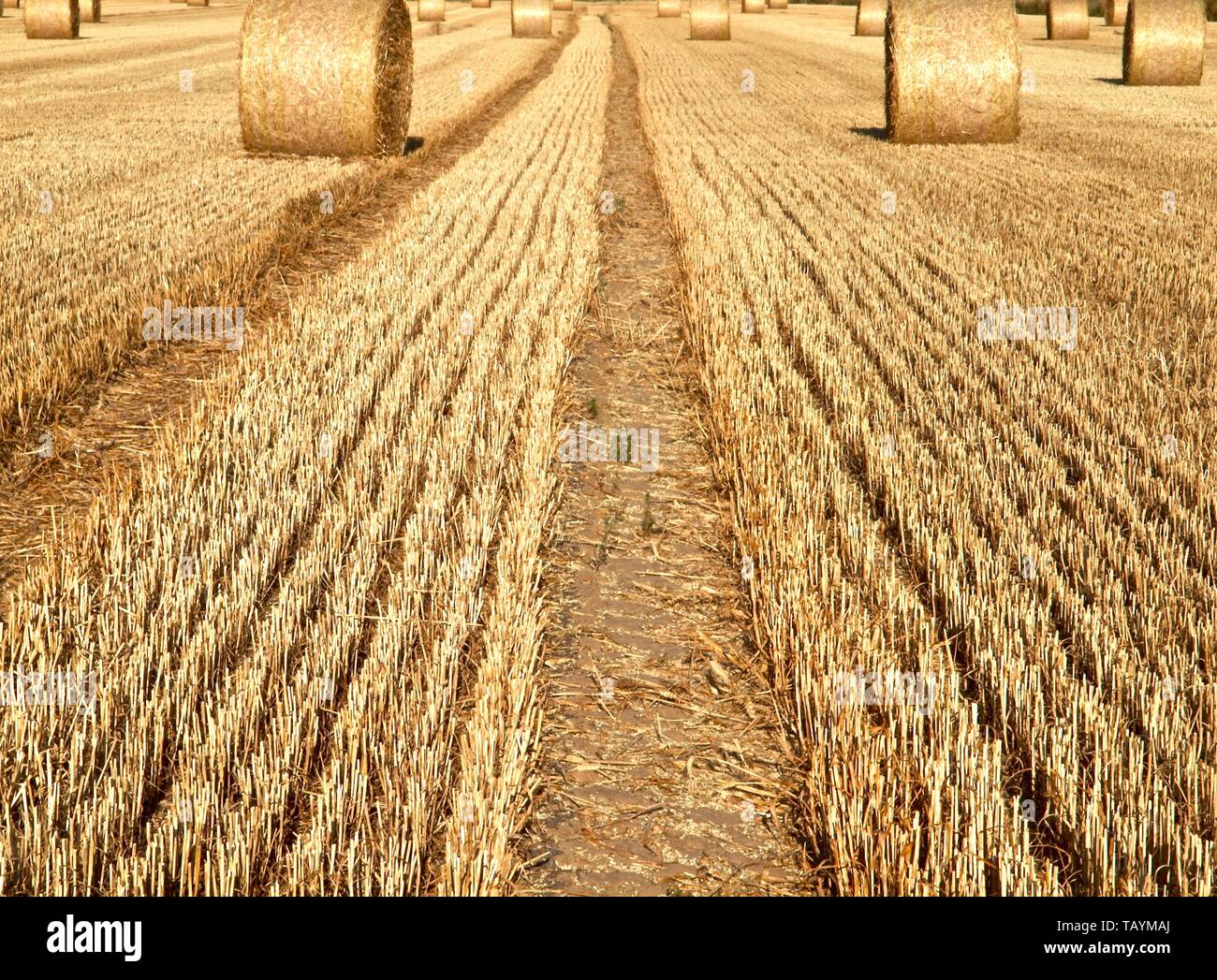Round bales of straw on a corn field Stock Photo - Alamy