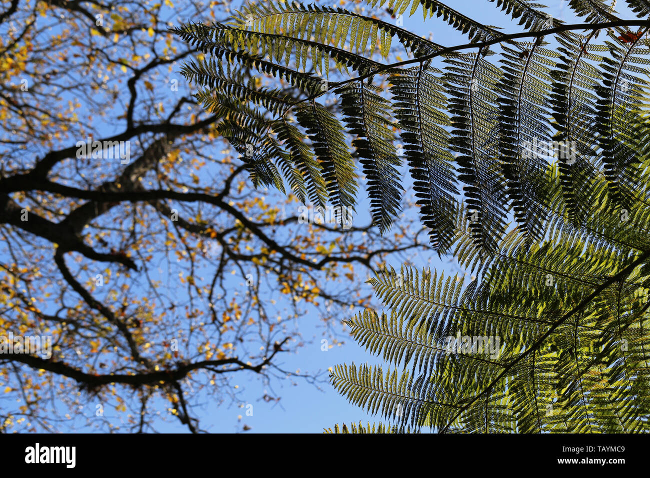 Beautiful tree branches and leaves in the island of Madeira, Portugal ...