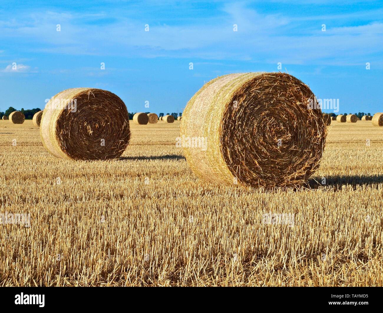 Round bales of straw on a corn field Stock Photo - Alamy