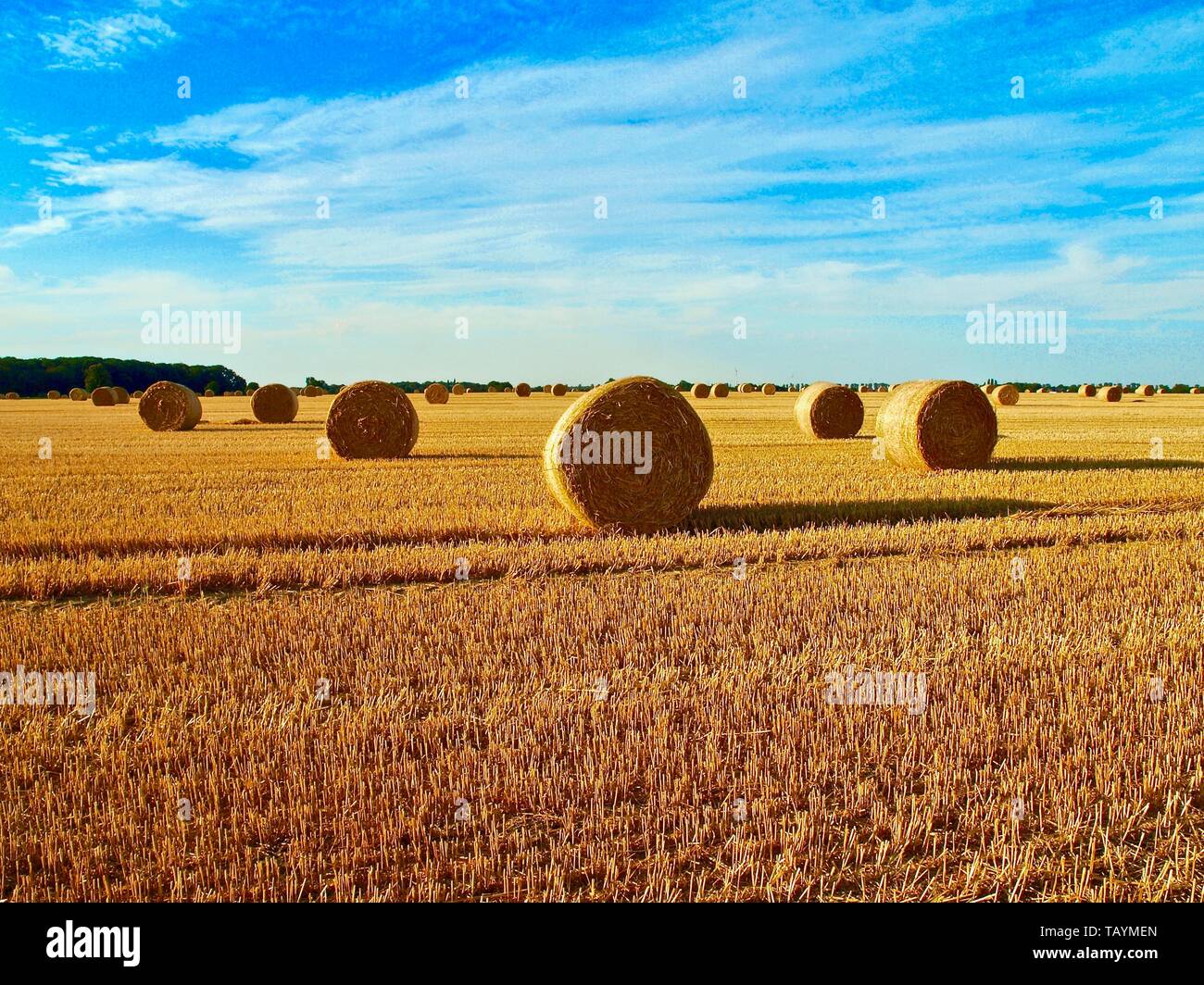 Round bales of straw on a corn field Stock Photo - Alamy