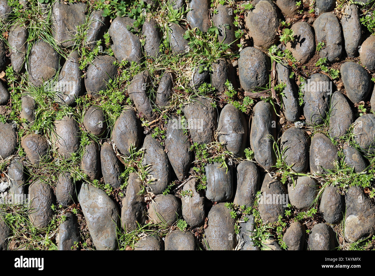Lovely texture of an outdoor floor made of asymmetric rocks / tiles. In ...