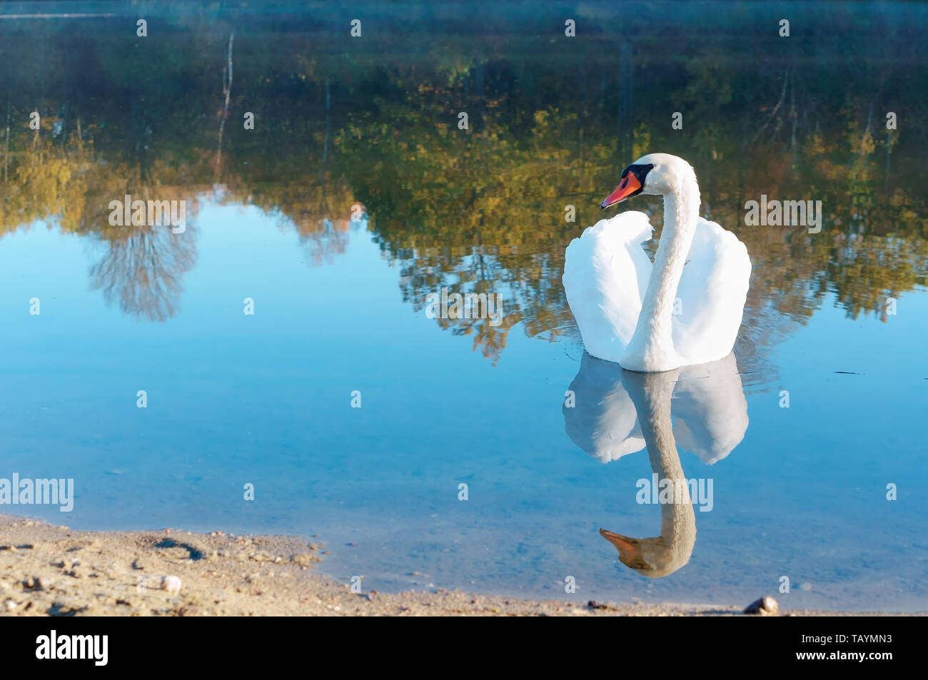Pond with swan hi-res stock photography and images - Alamy