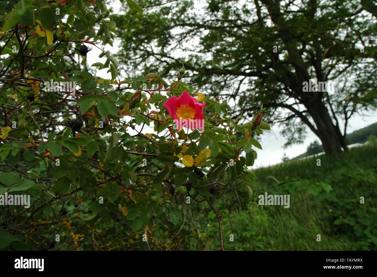 Small rose on a bush Stock Photo - Alamy