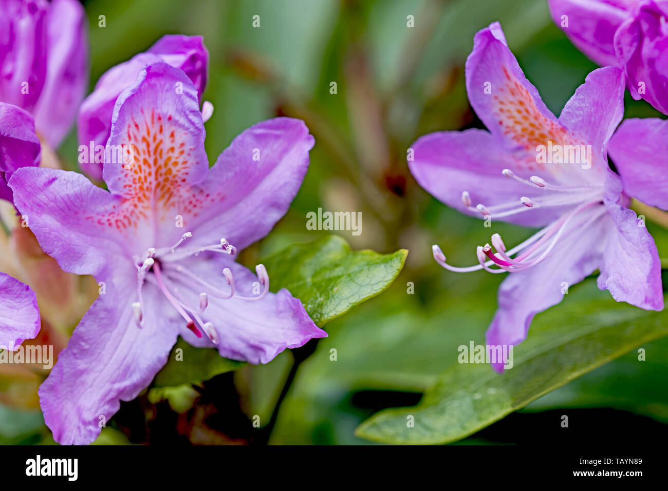 Purple Azalea flowers in bloom, Angus, Scotland, May Stock Photo - Alamy