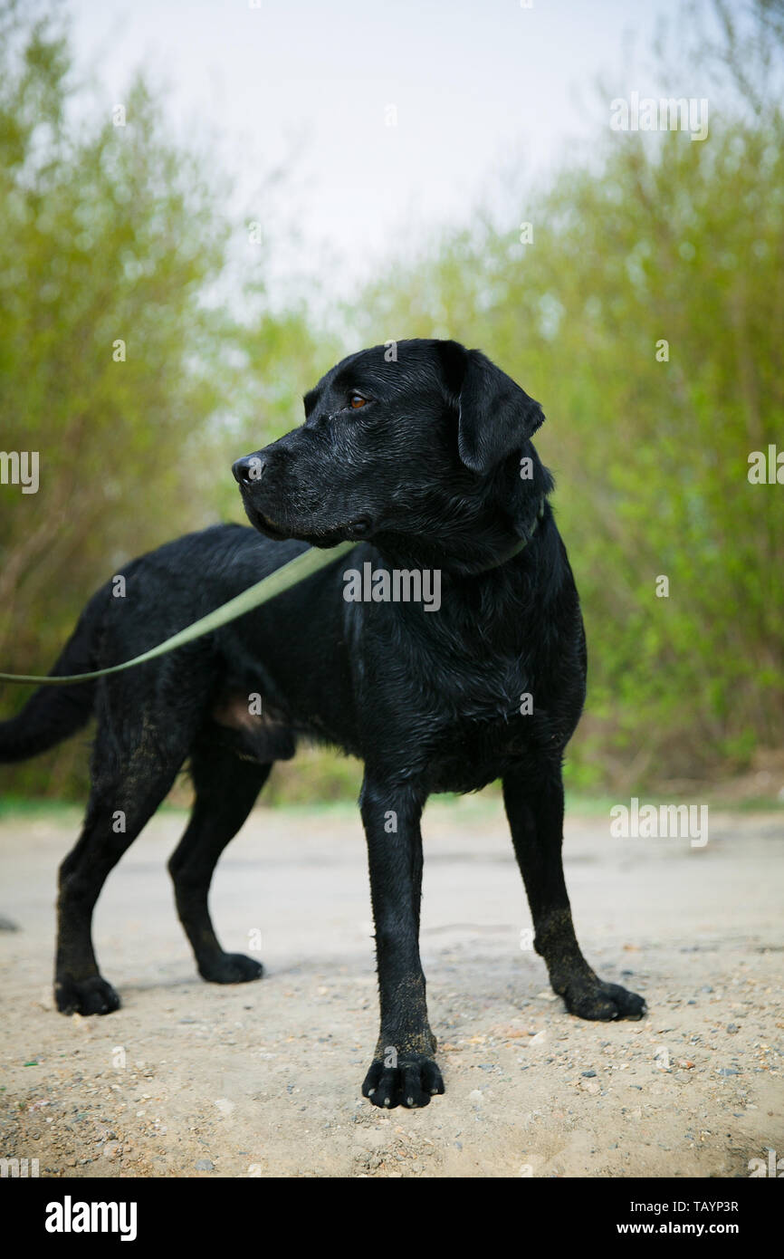 Black lab retriever in grass hi-res stock photography and images - Alamy