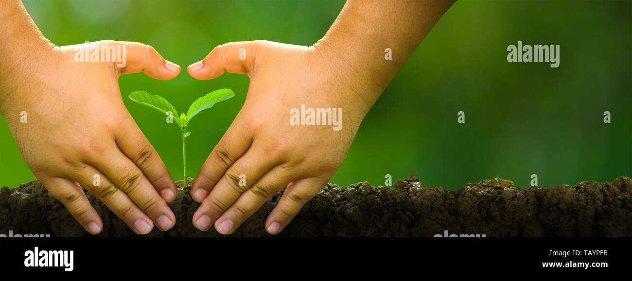 Planting trees, loving the environment and protecting nature Nourishing ...