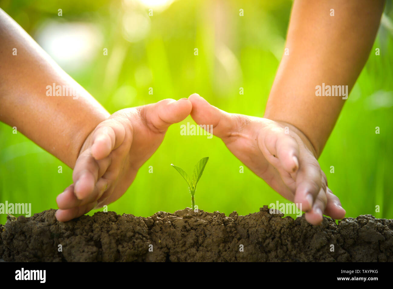 Planting trees, loving the environment and protecting nature Nourishing ...