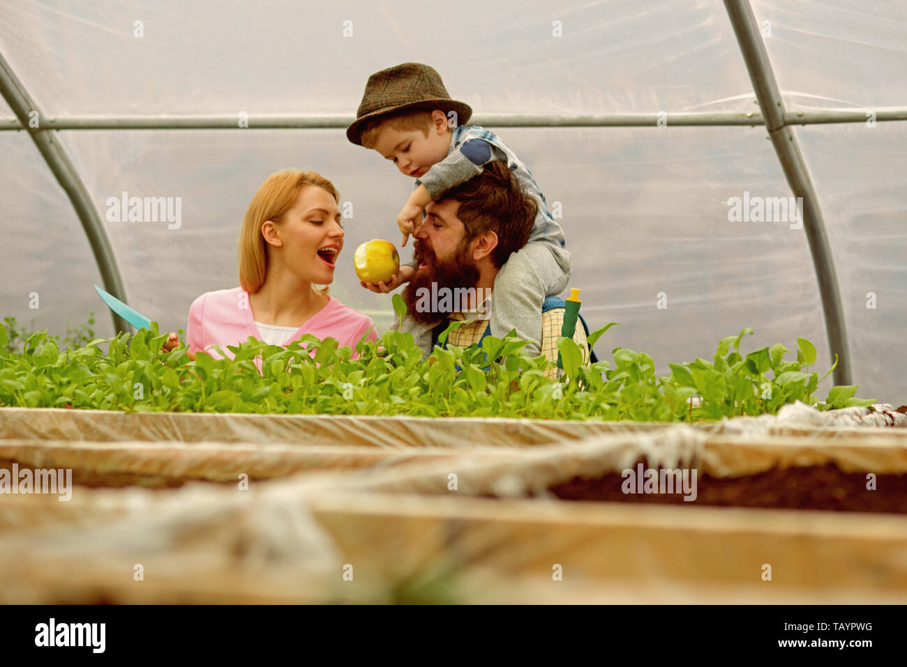 climatic conditions. good climatic conditions in greenhouse. climatic ...