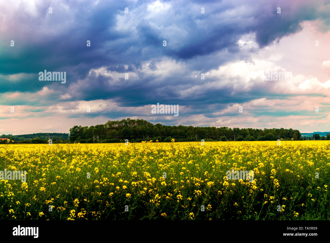 Yellow field hi-res stock photography and images - Alamy