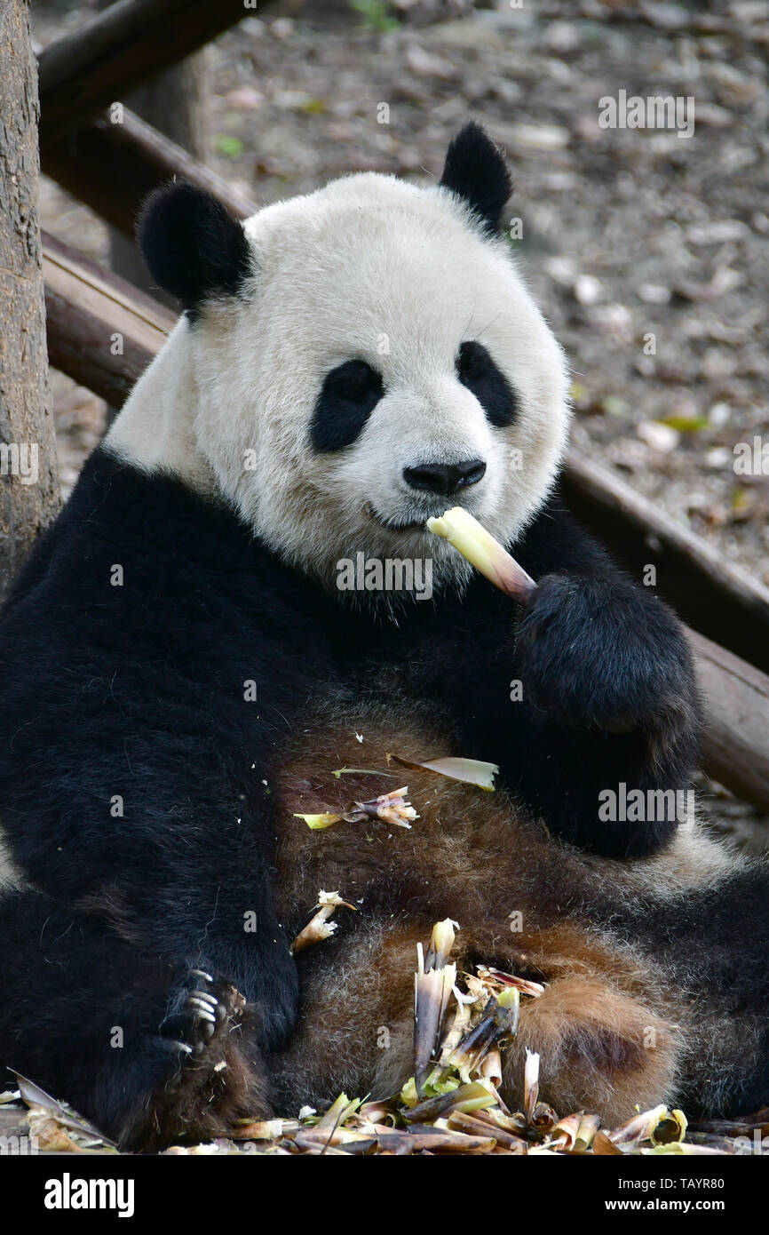 giant panda, Pandabär, Ailuropoda melanoleuca, Chengdu Research Base of ...