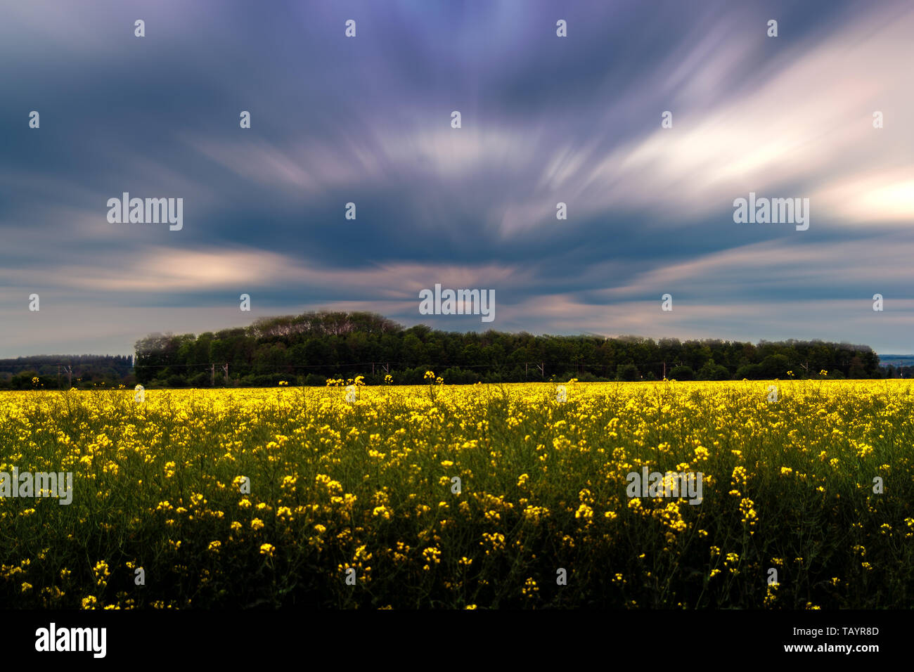 Yellow field hi-res stock photography and images - Alamy