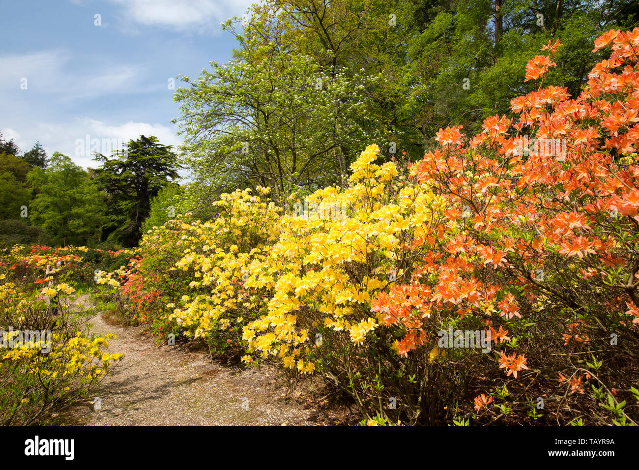 Azaleas flowering in Stody lodge Gardens, near Holt, Norfolk, UK Stock ...