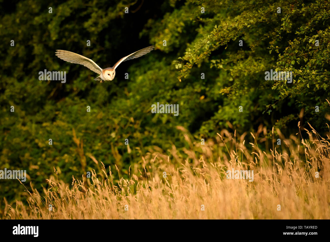 Barn Owl (Tyto alba) lit by evening sunlight in hunting habitat, flying low over rough grassland ...