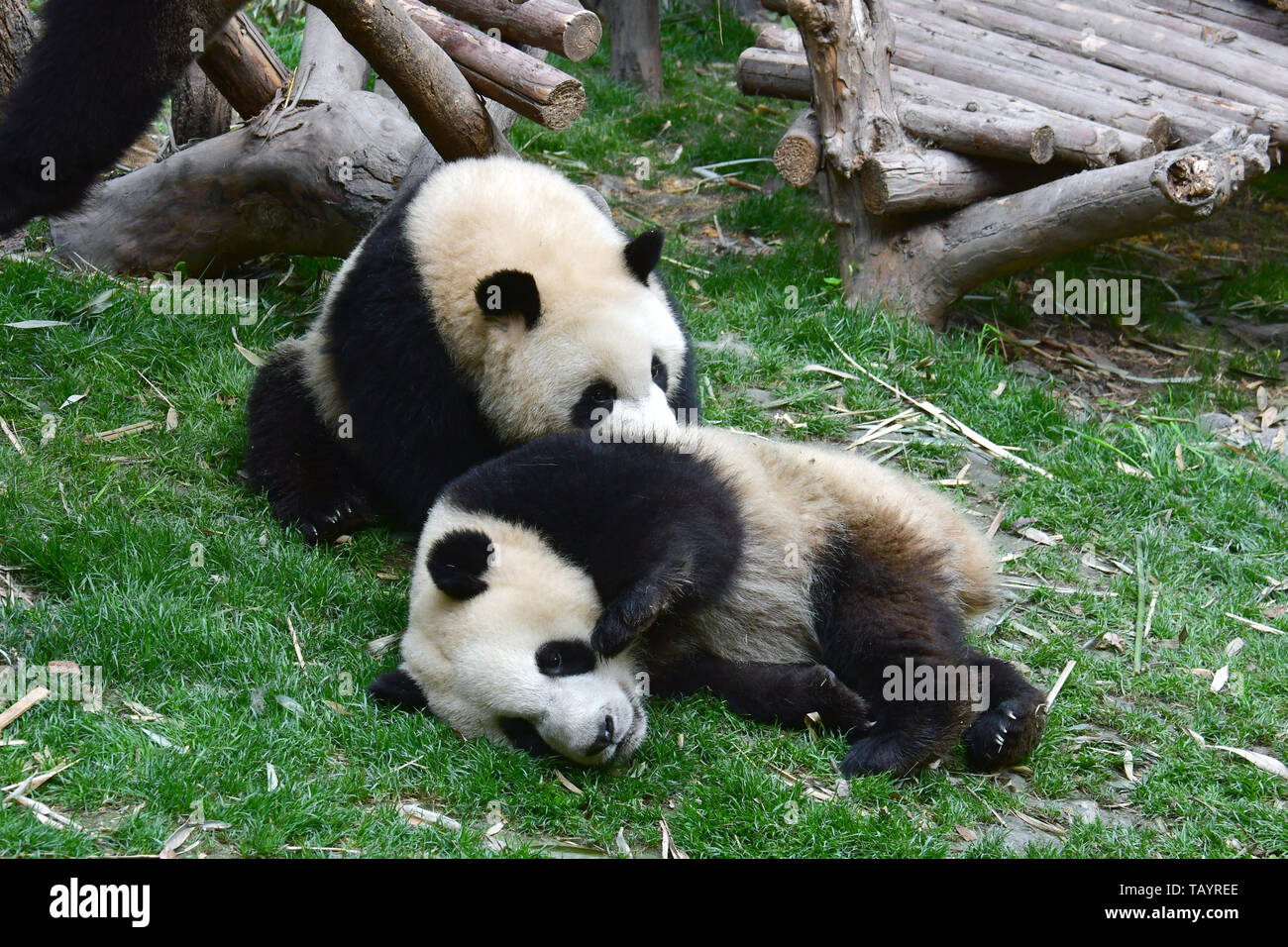 giant panda, Pandabär, Ailuropoda melanoleuca, Chengdu Research Base of ...