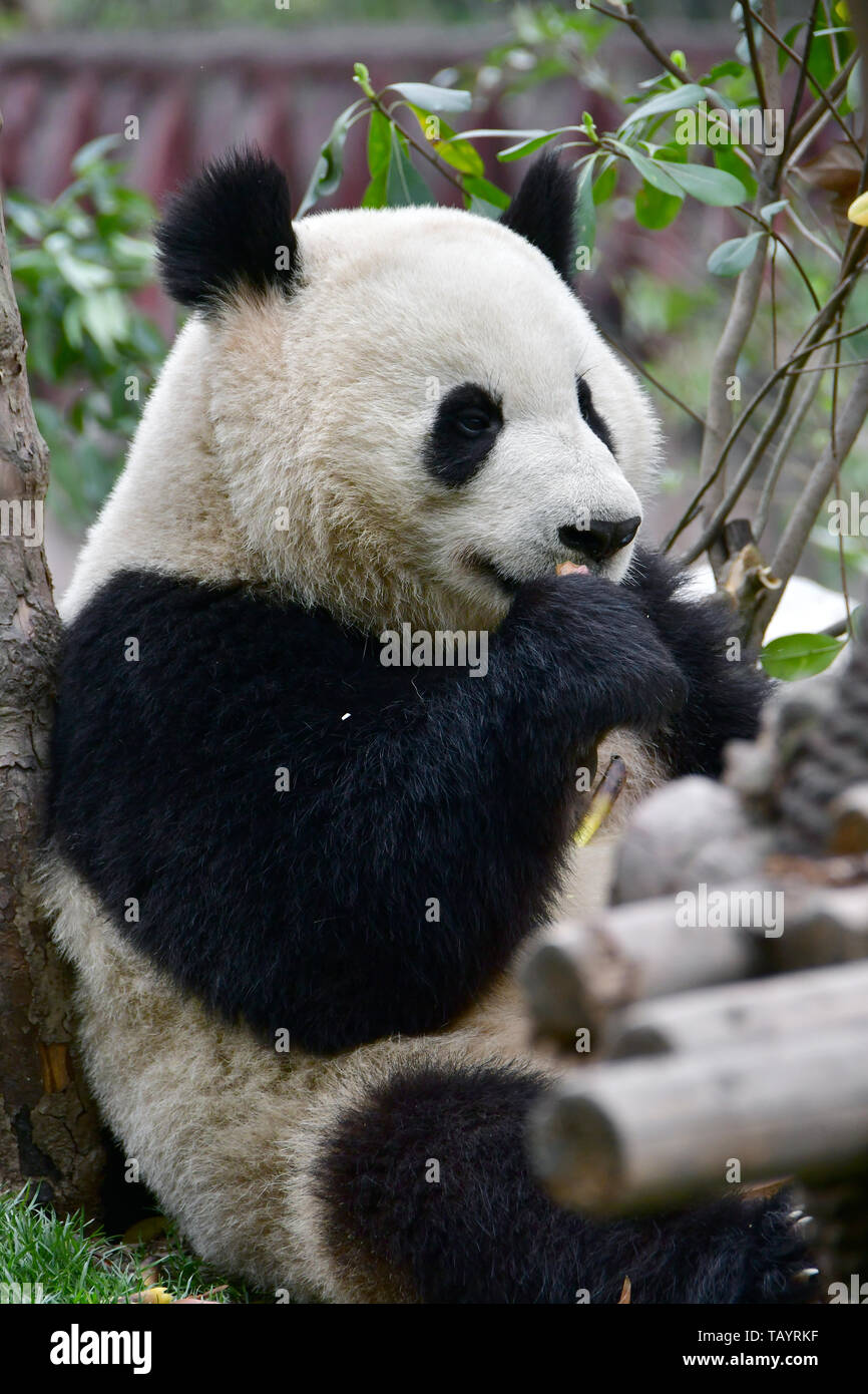 giant panda, Pandabär, Ailuropoda melanoleuca, Chengdu Research Base of ...