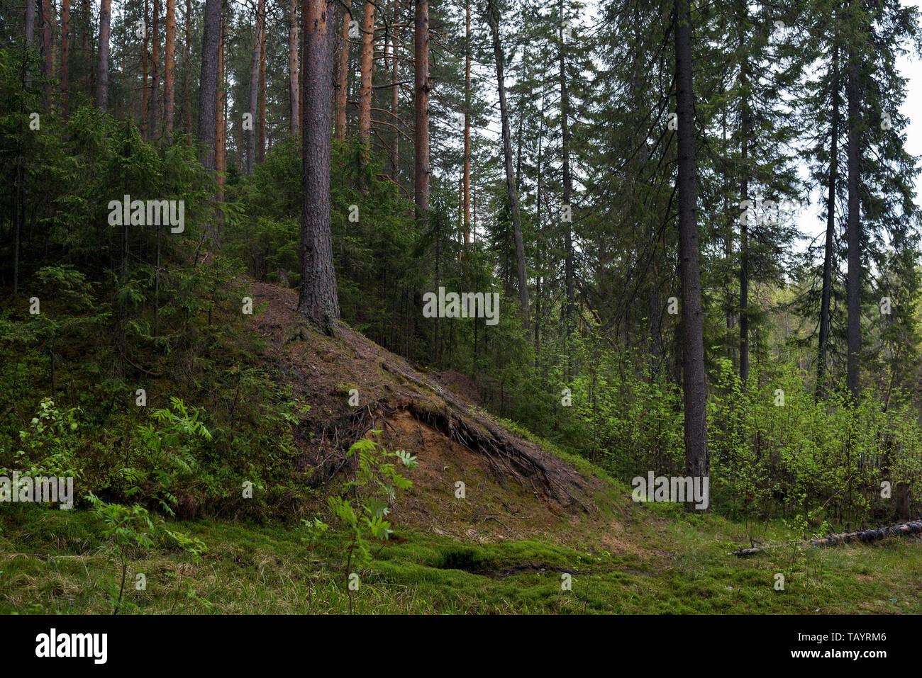 Real landscape of the taiga forest on a gloomy rainy day Stock Photo ...